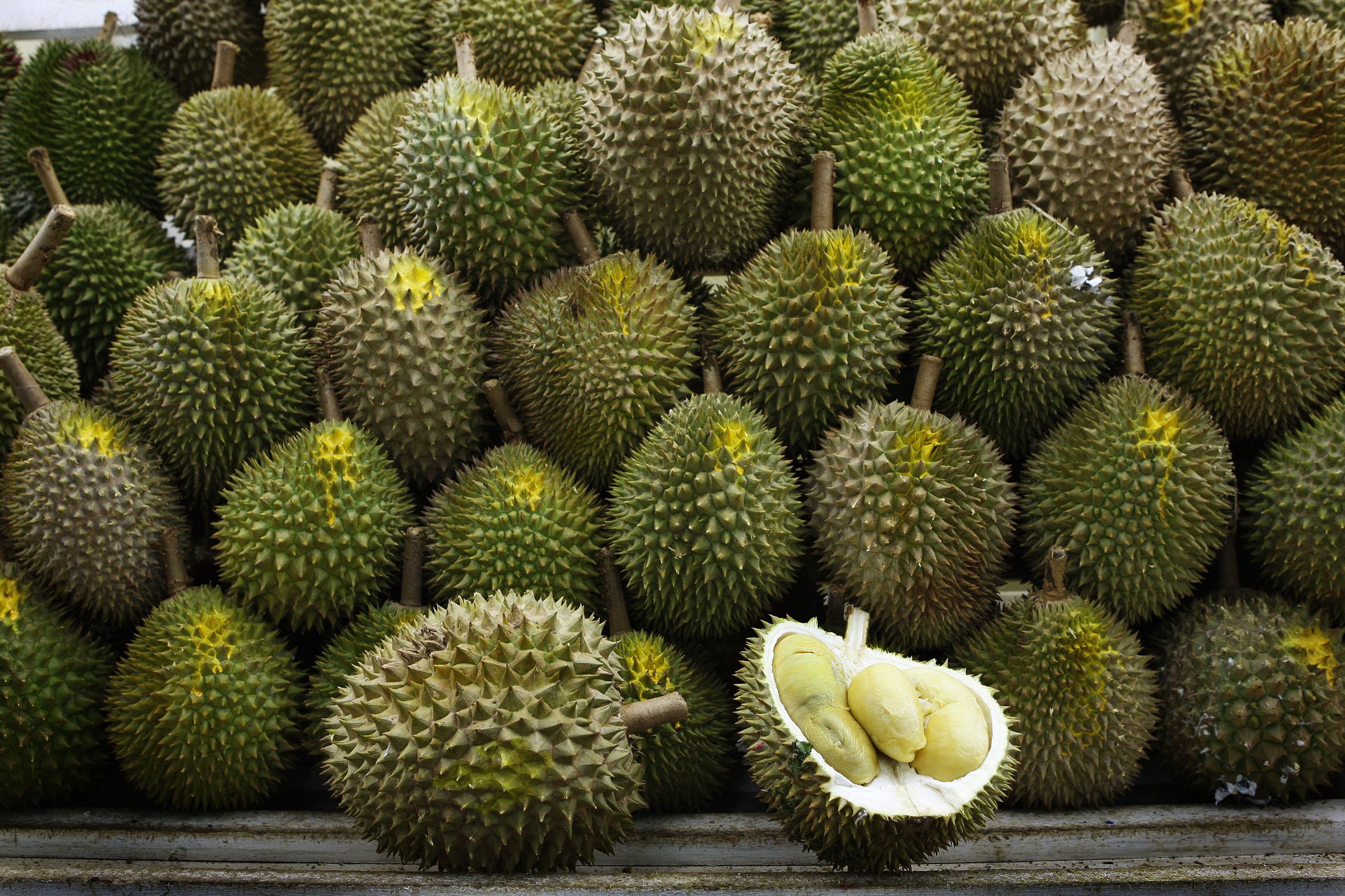 Durian Harvests Musang King Durian Investments